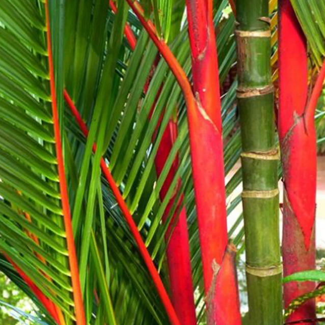 Red Palm Plant - Cyrtostachys Renda – Gardenshoppy